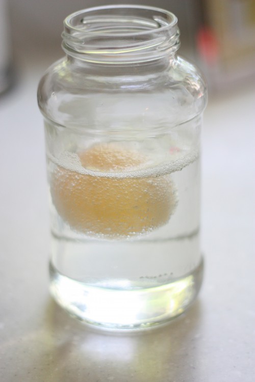 Bouncy Egg Experiment - I Can Teach My Child!