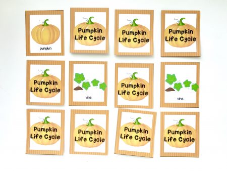 Pumpkin Life Cycle Printable Memory Game - I Can Teach My Child!